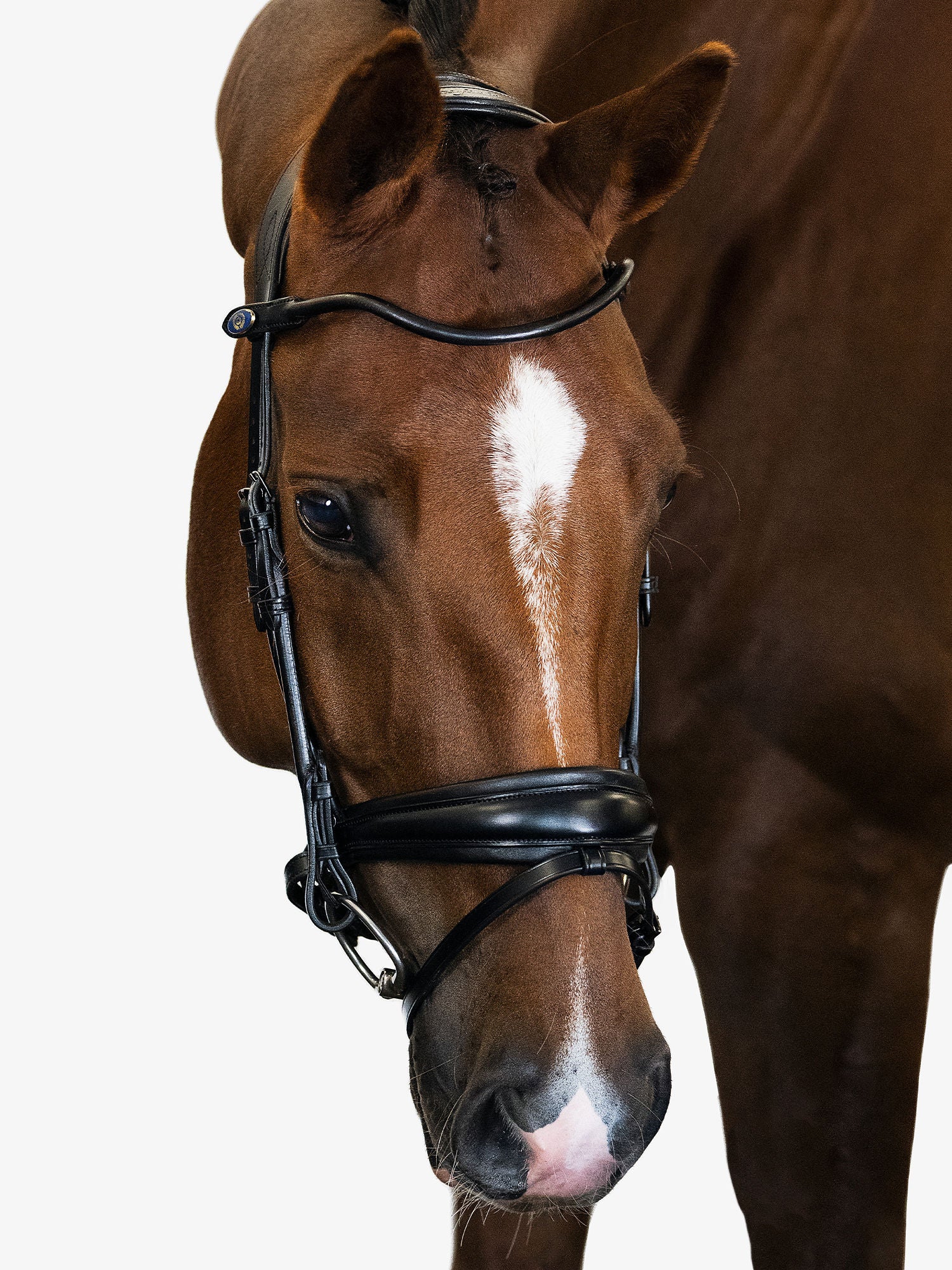 Anatomical Bridles – PS of Sweden, SA