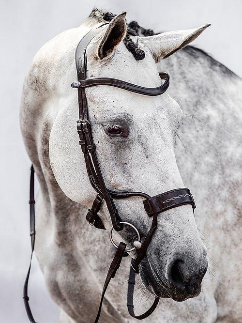 Bridle High Jump Revolution – PS of Sweden, SA